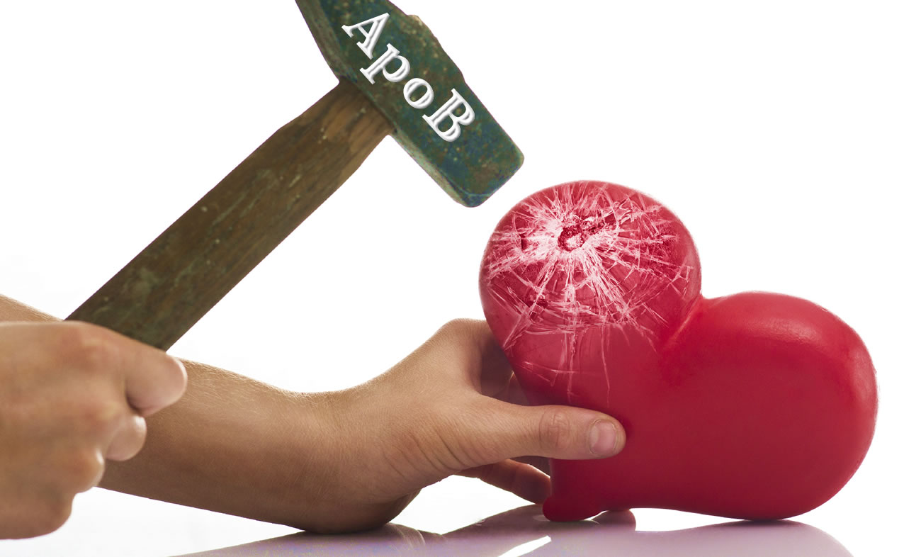 What Is ApoB Your Heart And The Apolipoprotein B Test
