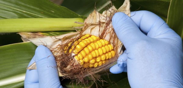 GMO Facts | What are GMOs? How common are they? Are GMOs safe to eat?